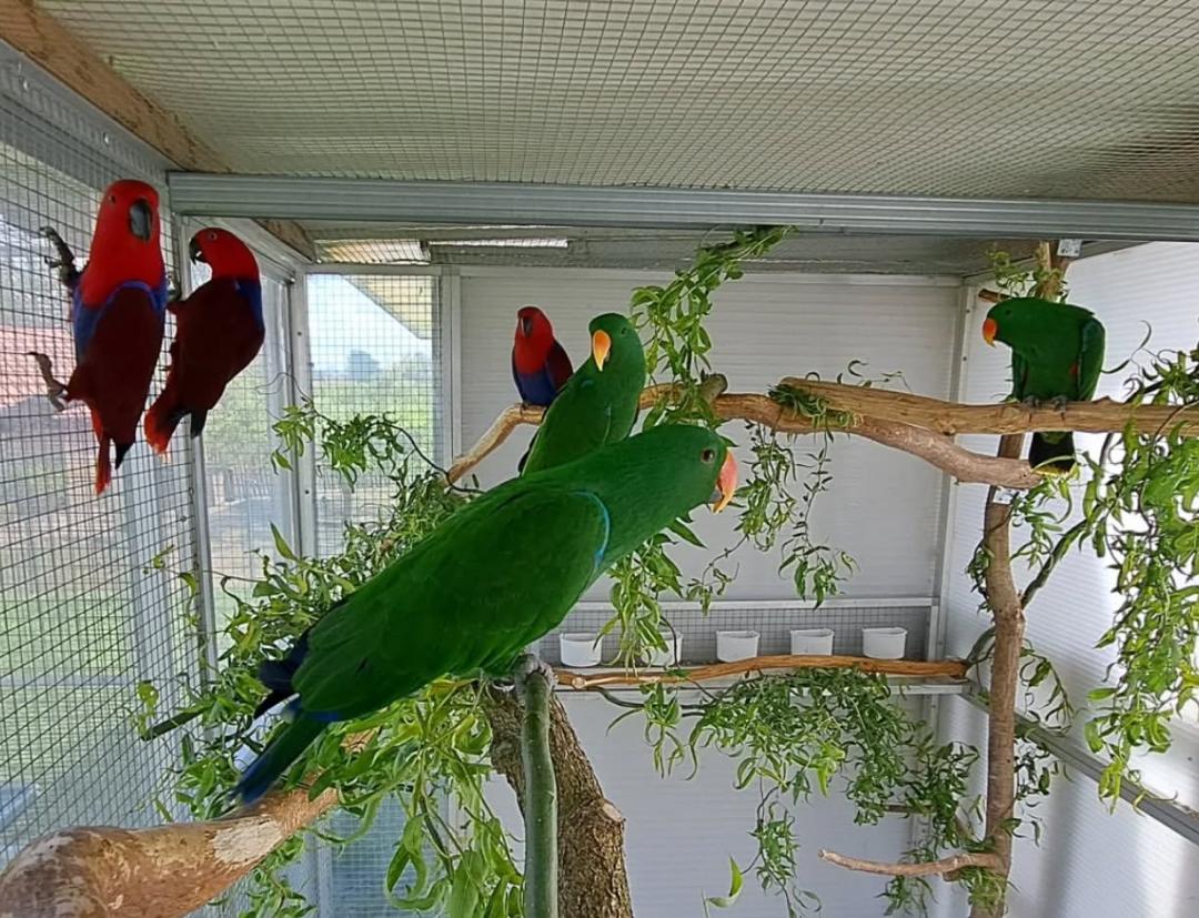 Home [parrotshomerescue.com]